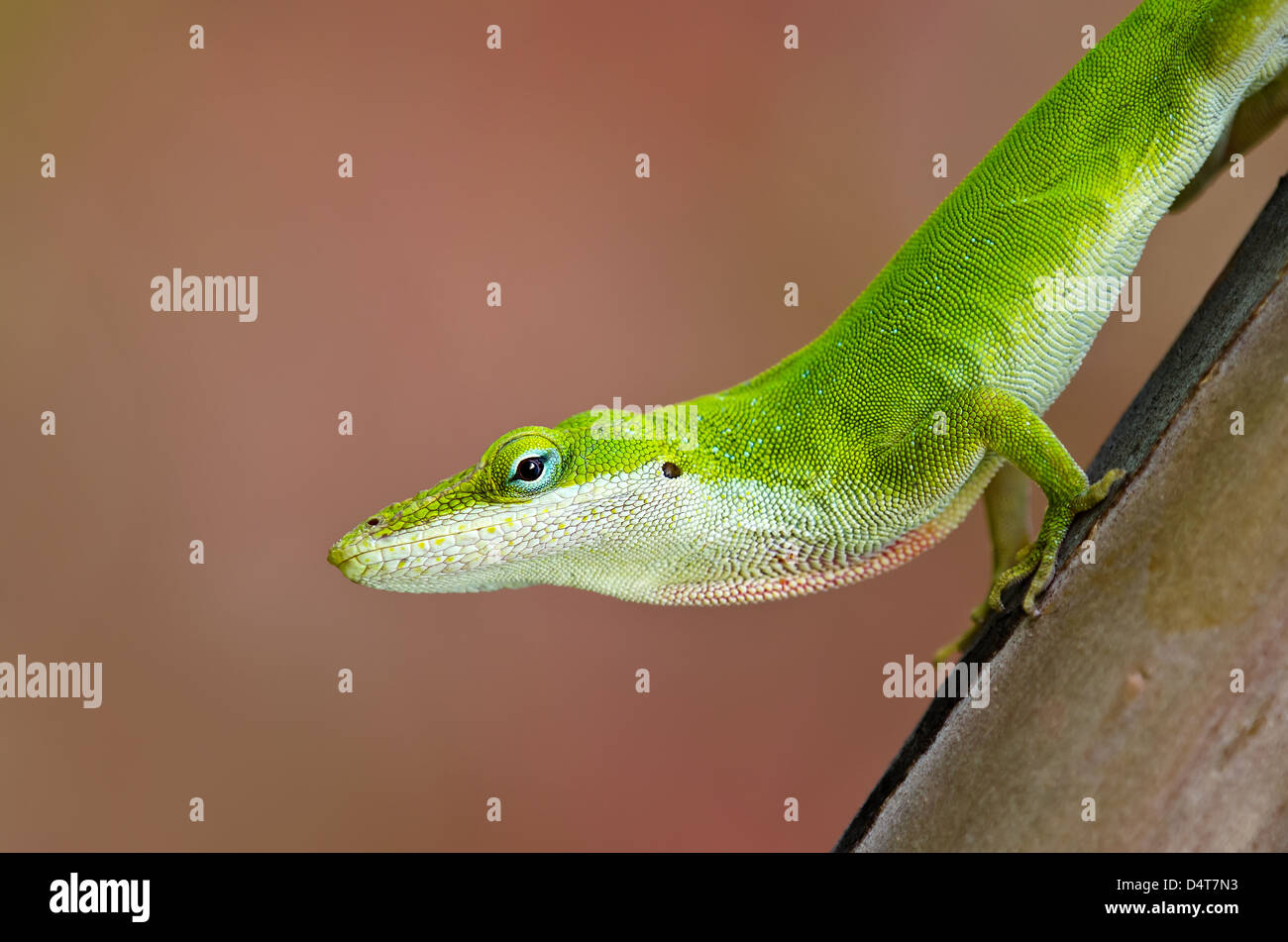 Anole arbre vert Banque de photographies et d’images à haute résolution ...