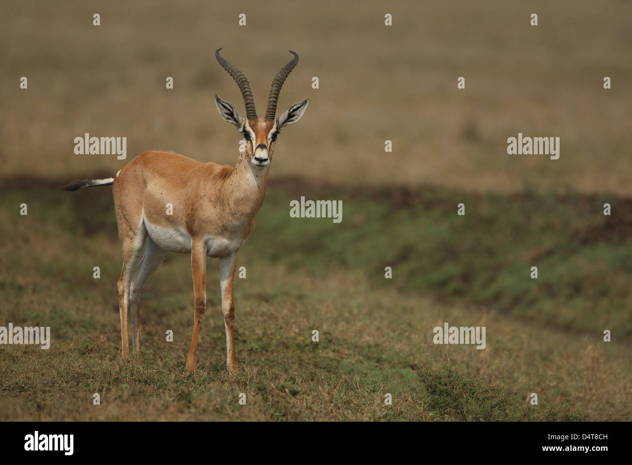 Gazelle de thomson migration Banque de photographies et d’images à ...