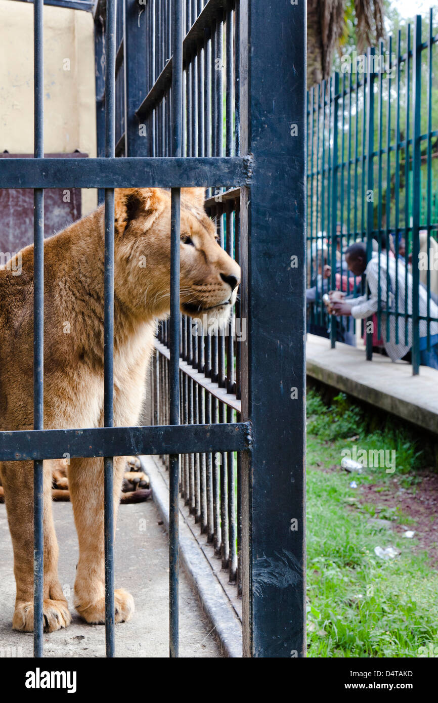Addis abeba animal Banque de photographies et d’images à haute ...