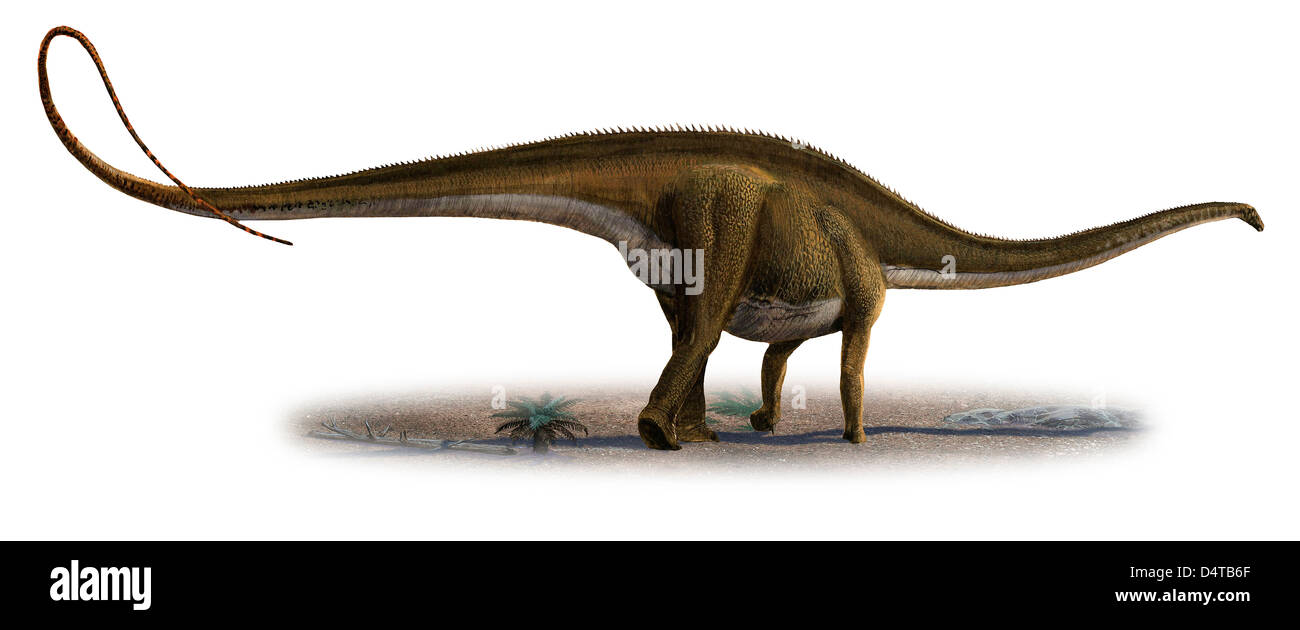 Diplodocus longus Banque d'images détourées - Alamy