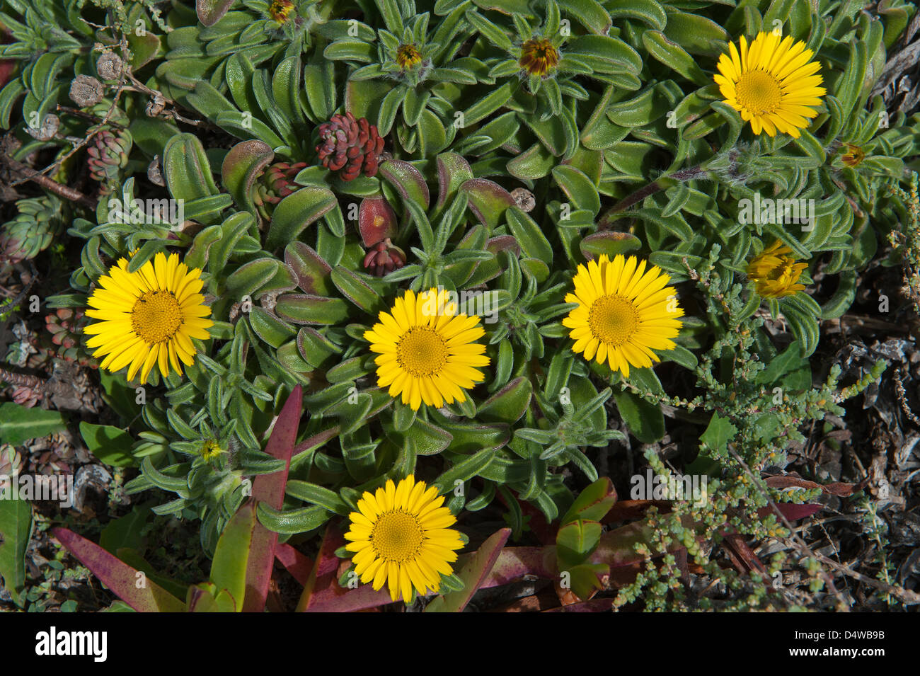 Plage Méditerranée daisy (Asteriscus maritimus) la Costa Vicentina Park ...