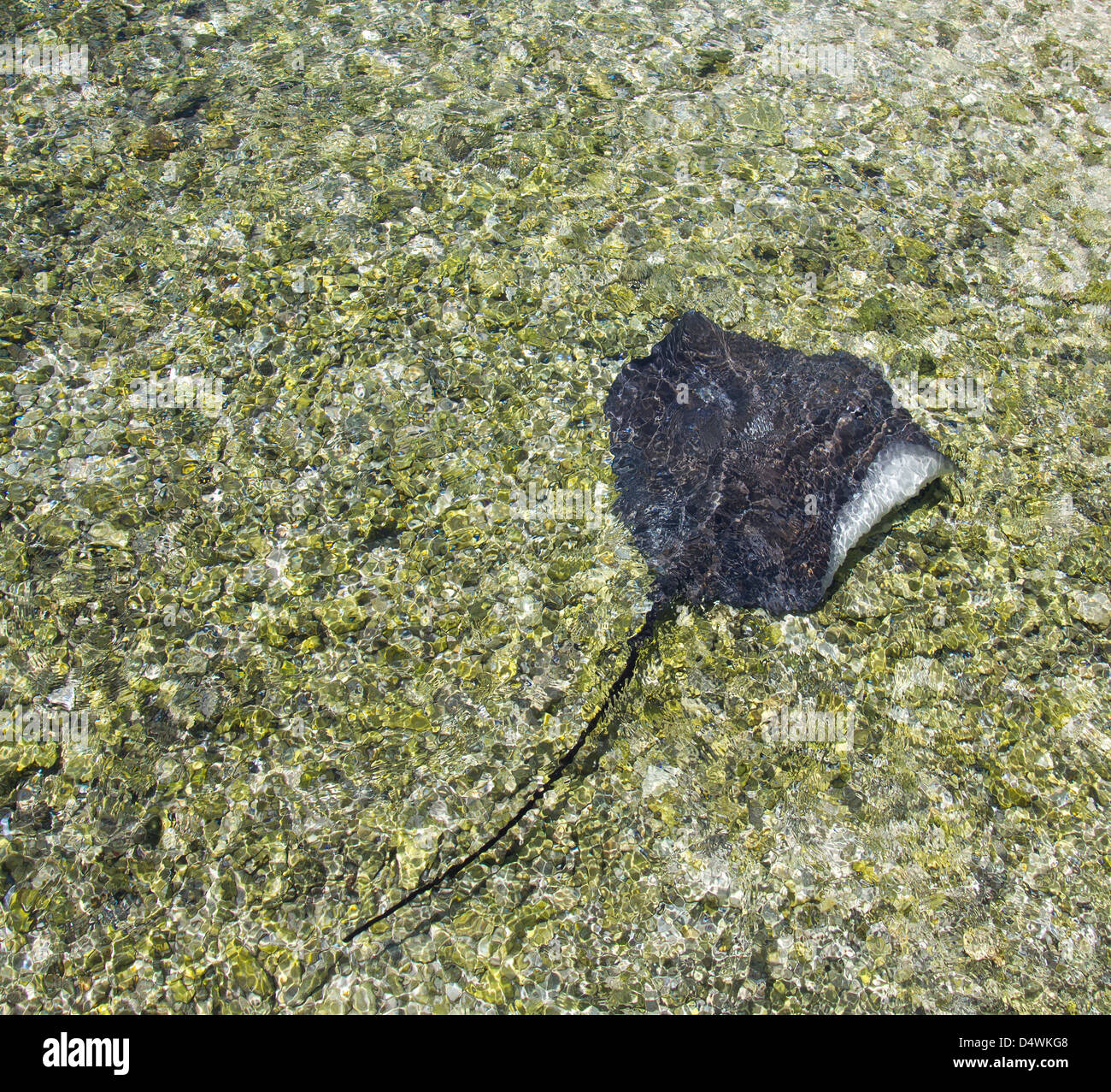 Stingray tail Banque de photographies et d’images à haute résolution ...