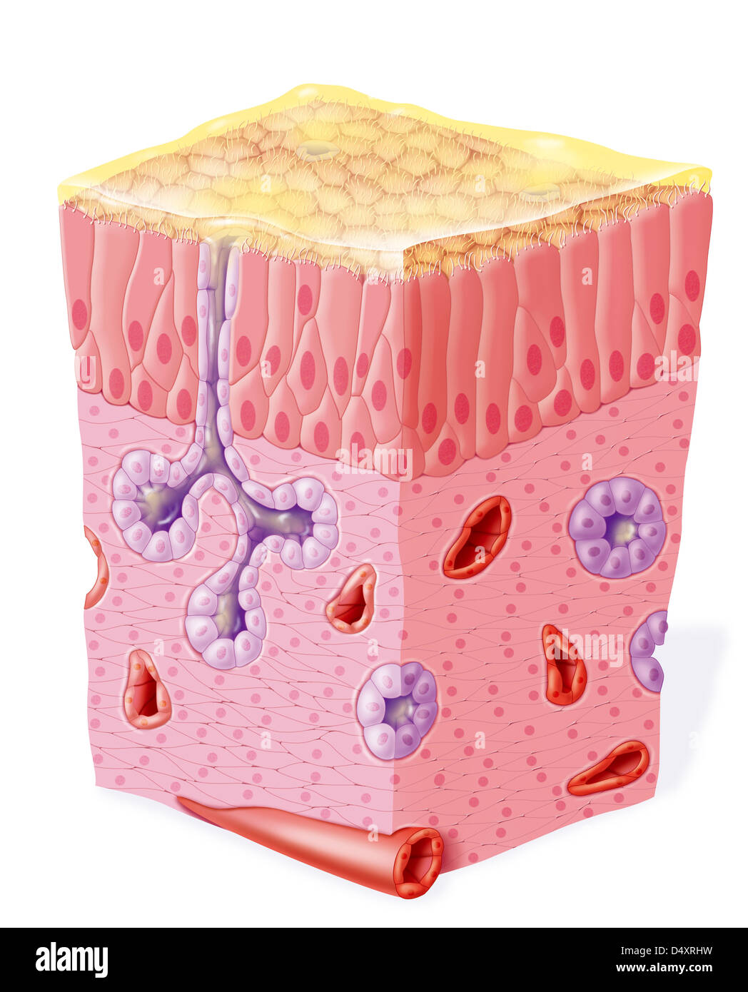 La muqueuse nasale, dessin Photo Stock - Alamy