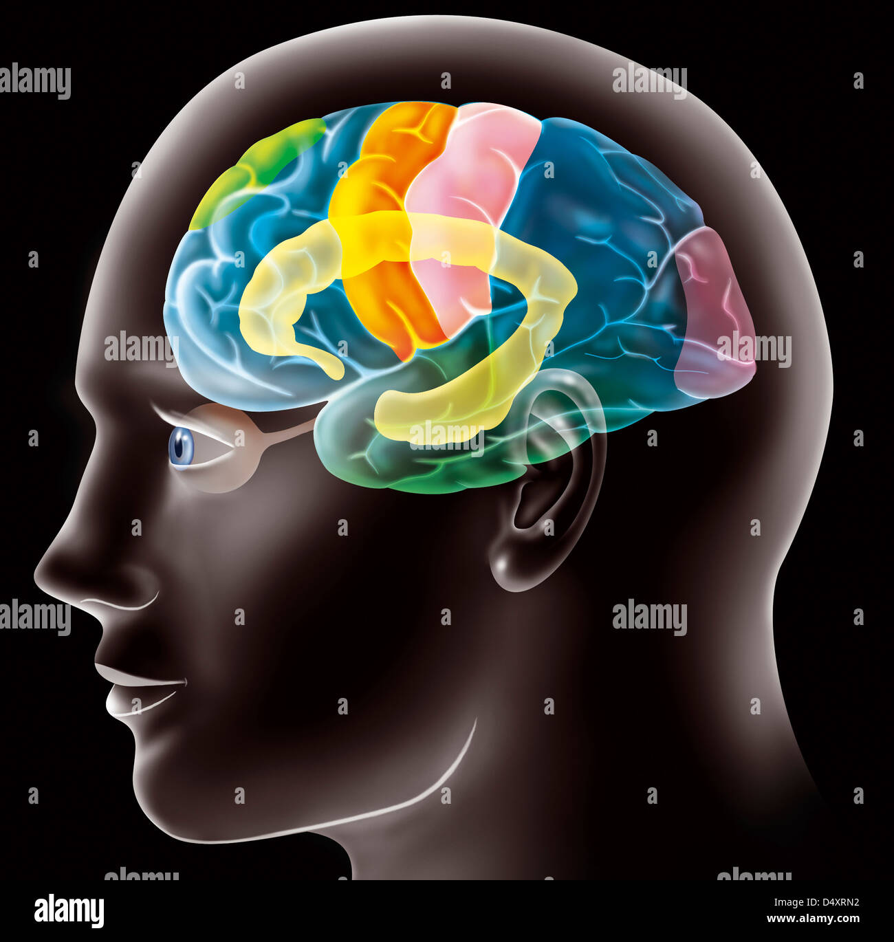 Zones du cortex cérébral Banque de photographies et d’images à haute ...