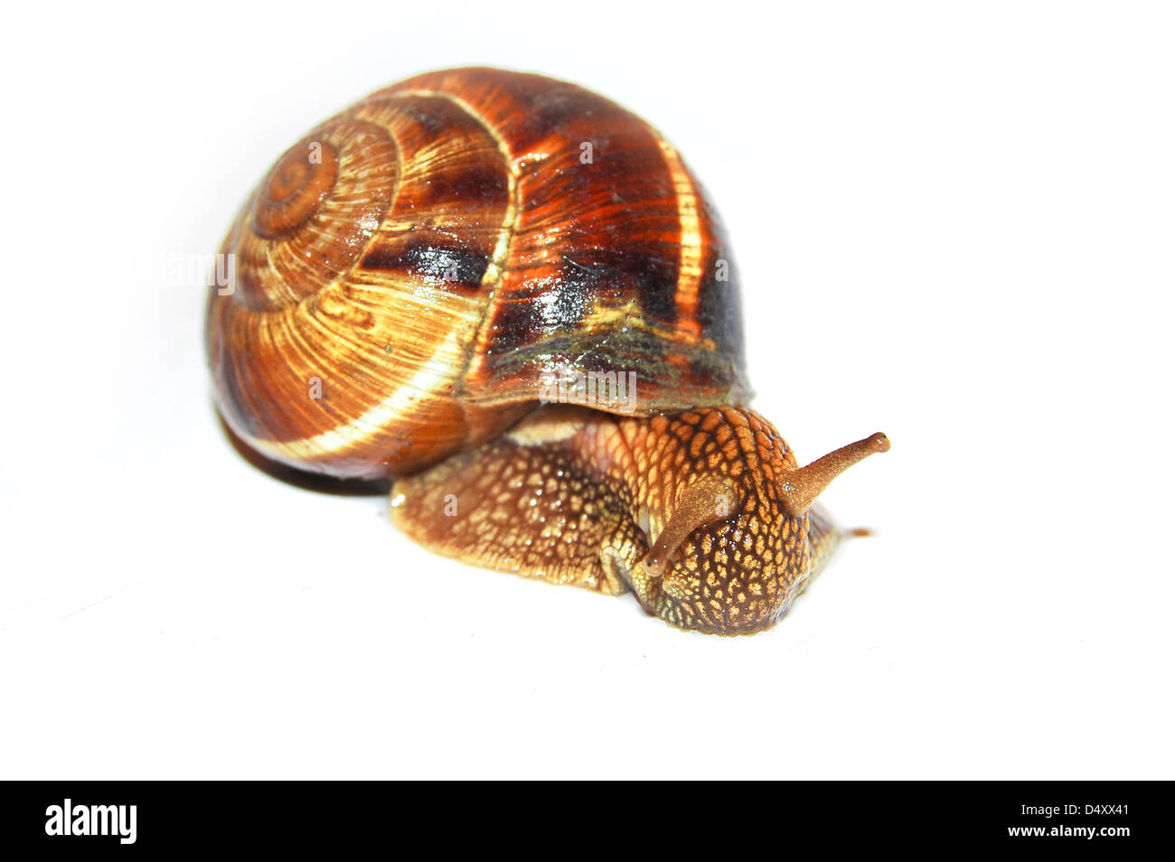 Escargot sur fond blanc Banque de photographies et d’images à haute ...