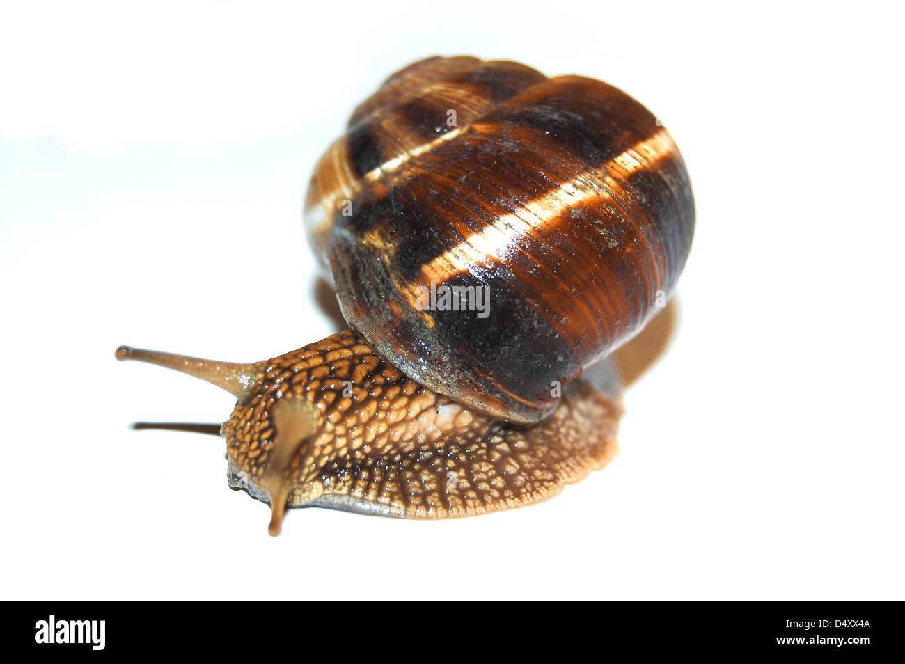 Escargot sur fond blanc Banque de photographies et d’images à haute ...
