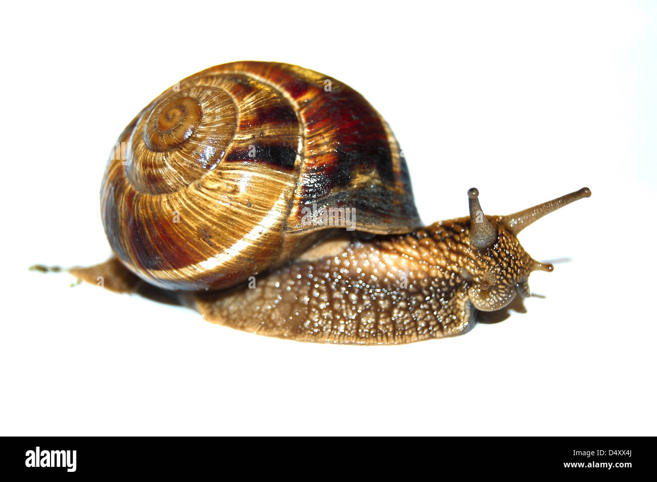 Escargot sur fond blanc Banque de photographies et d’images à haute ...