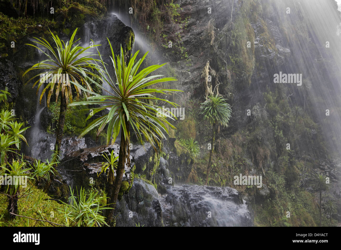 Mount stanley Banque de photographies et d’images à haute résolution ...