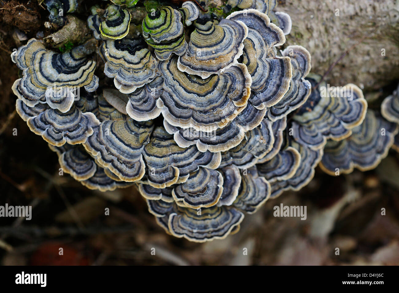 Coriolus versicolor Banque de photographies et d’images à haute ...