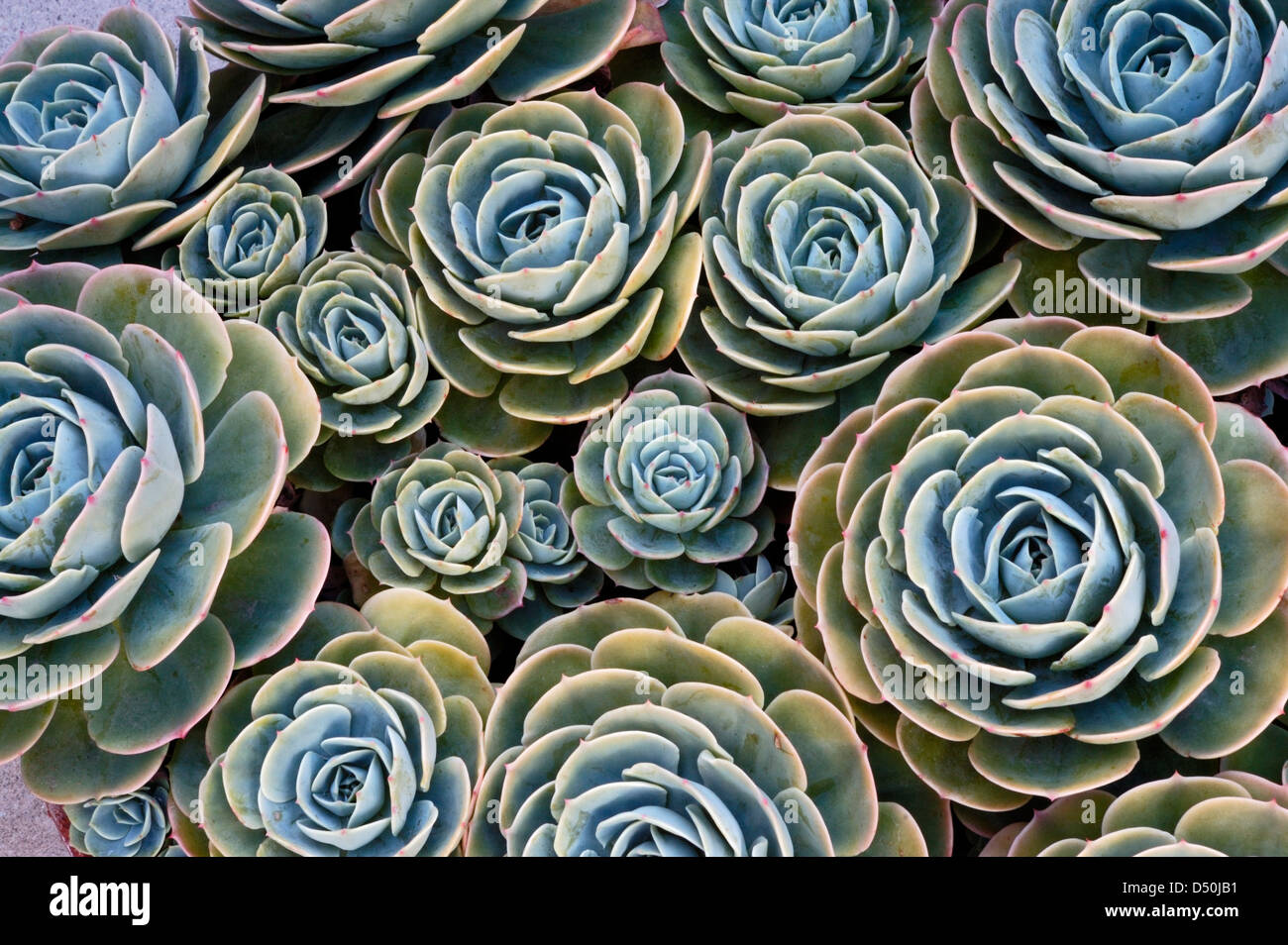 Echeveria glauca Banque de photographies et d’images à haute résolution - Alamy