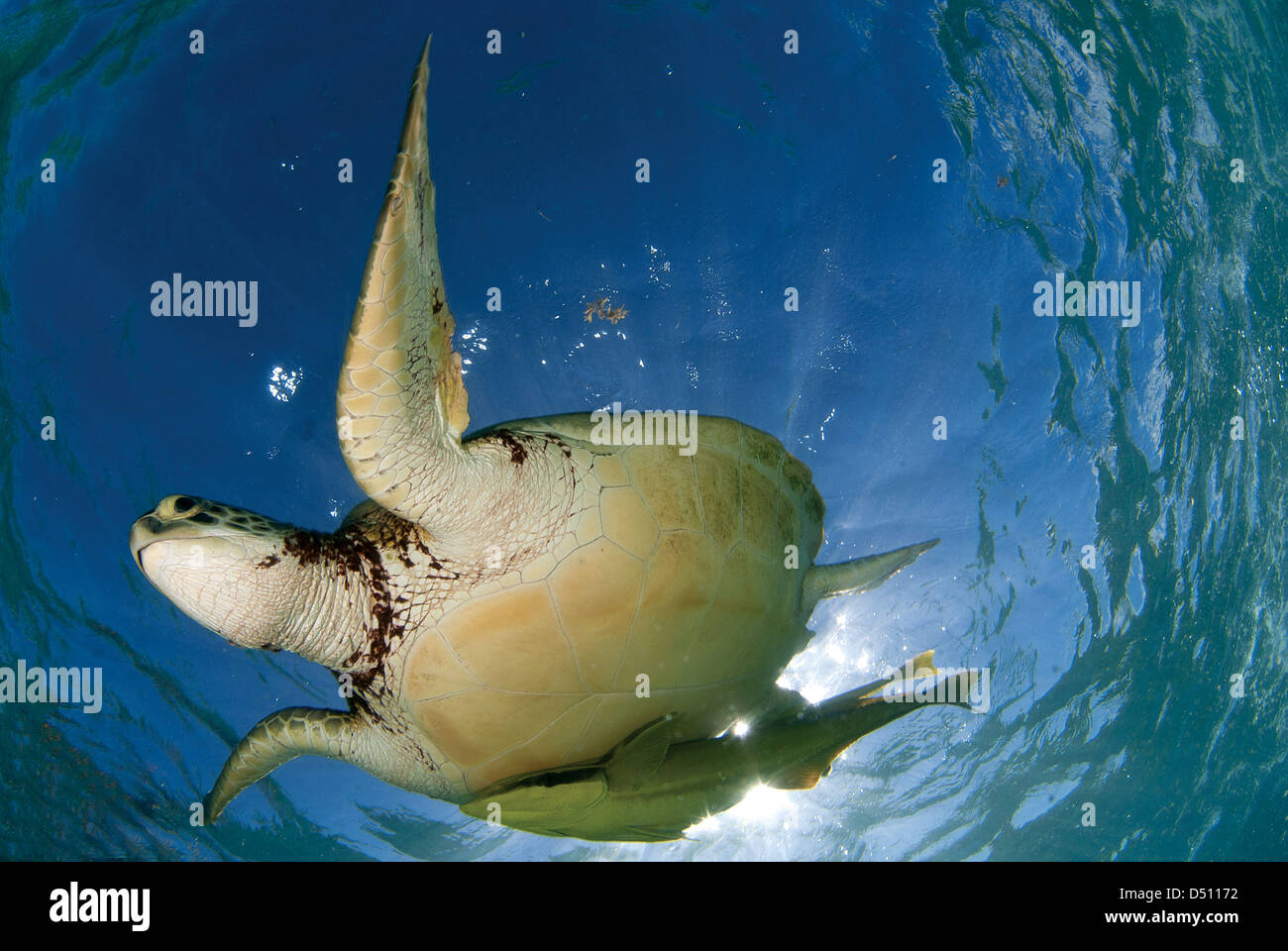Tortue verte chelonia mydas sur la baie des tortues Banque de ...