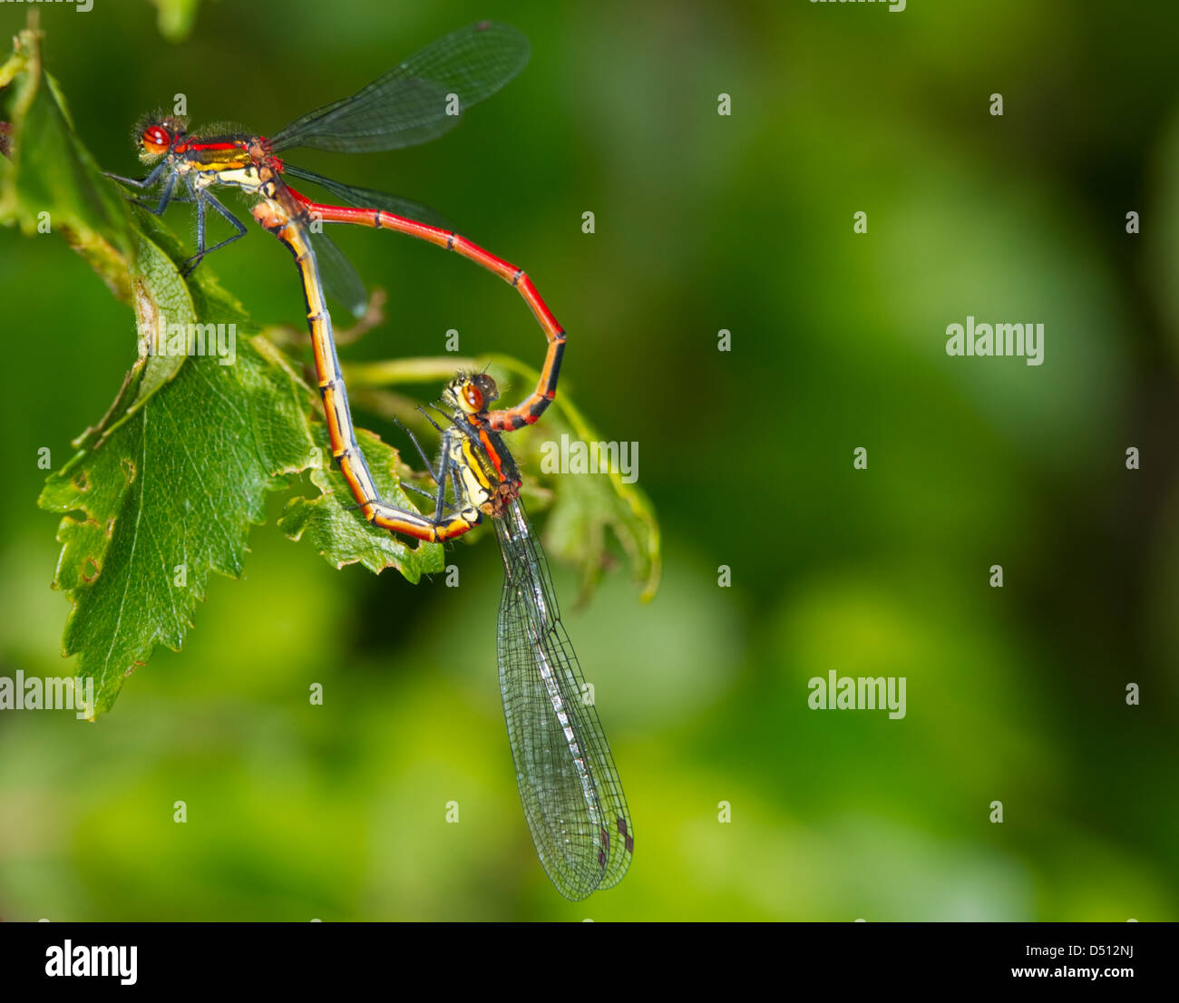 Accouplement de demoiselle rouge Banque de photographies et d’images à ...