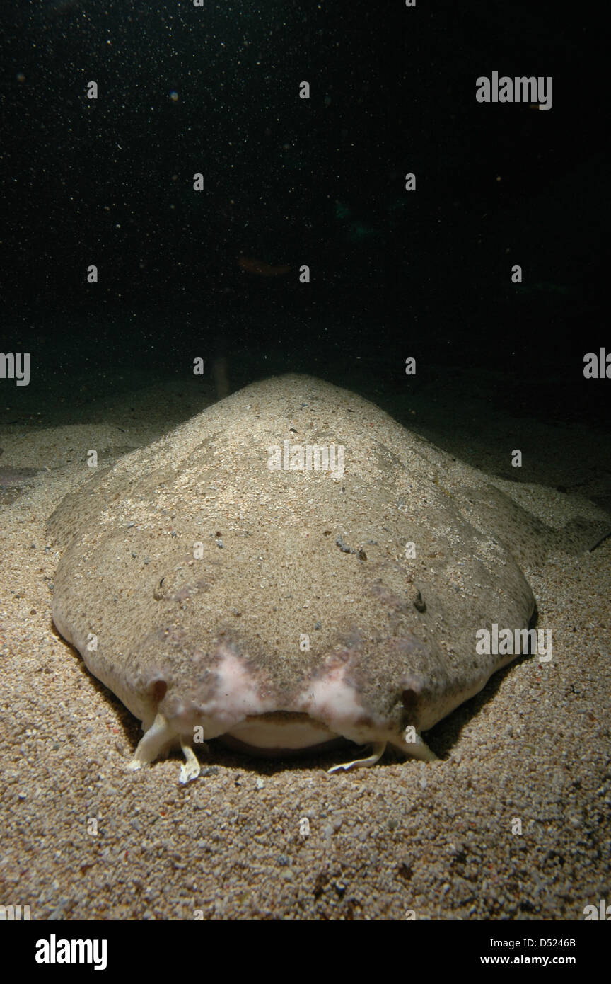 Angel shark Banque de photographies et d’images à haute résolution - Alamy
