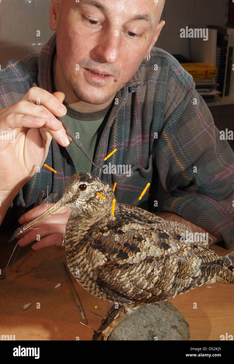 Taxidermiste masculin Banque de photographies et d’images à haute ...