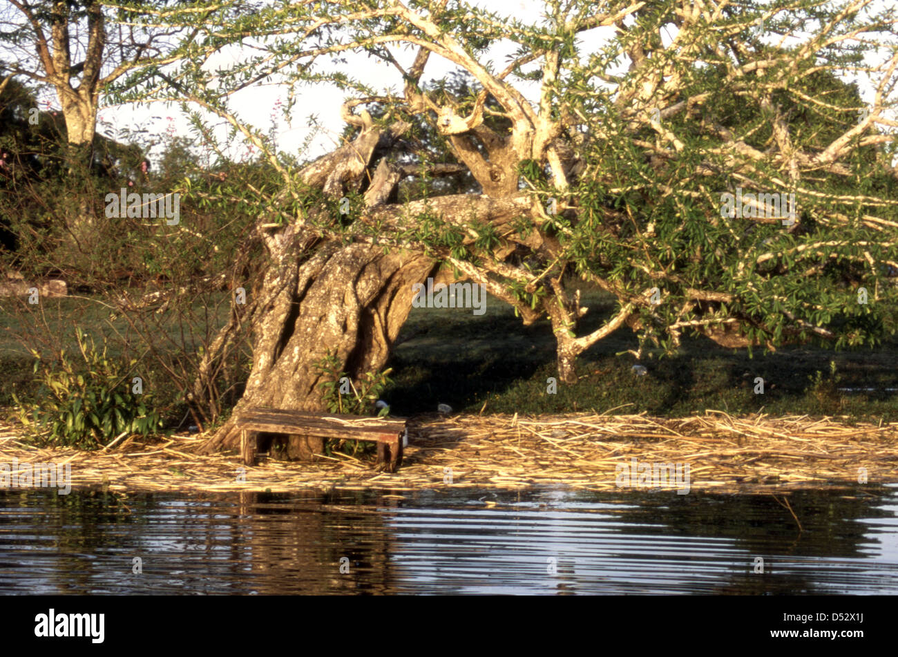 Arbre tordu belize Banque de photographies et d’images à haute ...