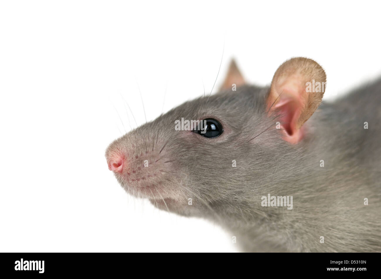 De rat Banque de photographies et d’images à haute résolution - Alamy