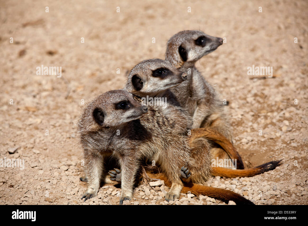 Trois suricates Banque de photographies et d’images à haute résolution ...