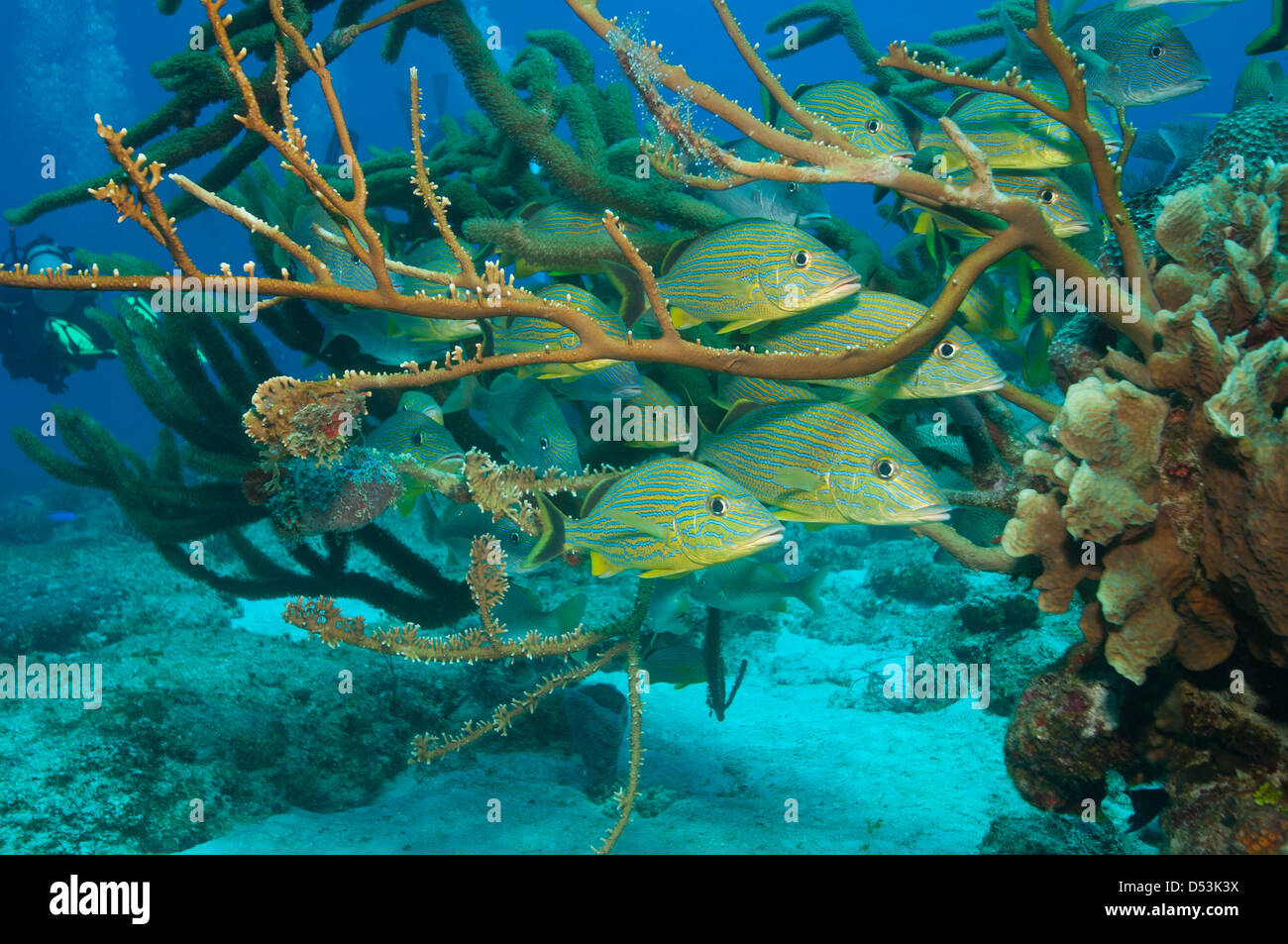 Cozumel, Mexique, sous-marins à la vie des poissons et coraux Photo ...