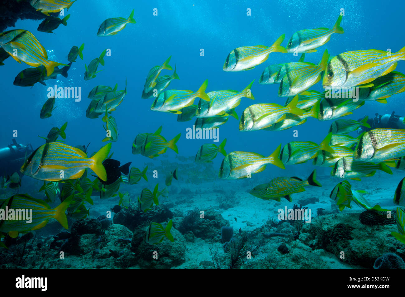 Cozumel, Mexique, sous-marins à la vie des poissons et coraux Photo ...