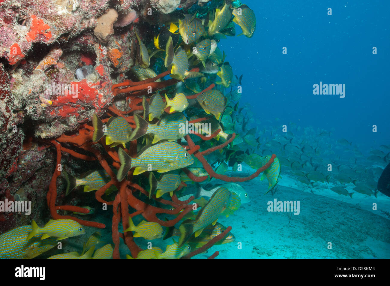 Cozumel, Mexique, sous-marins à la vie des poissons et coraux Photo ...