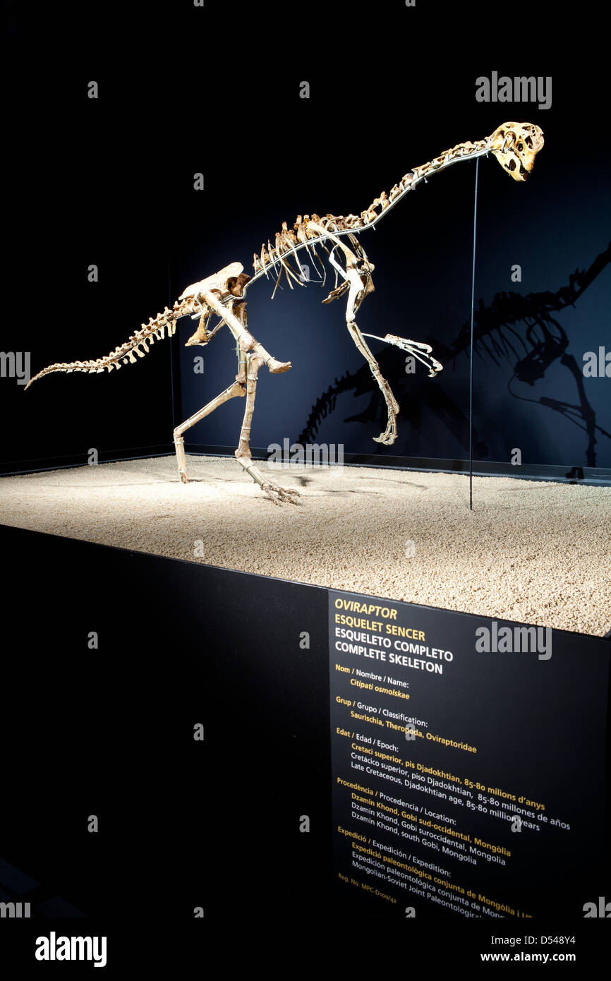 Oviraptor, exposition de dinosaures du désert de Gobi en Mongolie ...