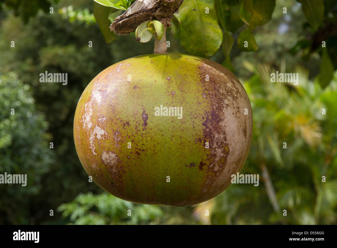 Lagenaria vine Banque de photographies et d’images à haute résolution ...