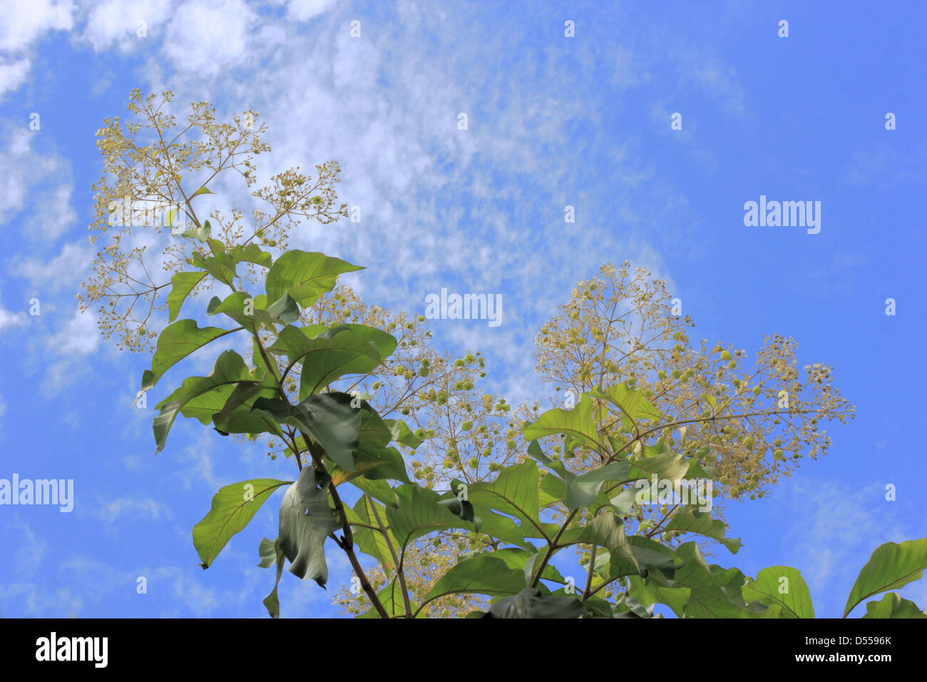 Teak tree Banque de photographies et d’images à haute résolution - Alamy