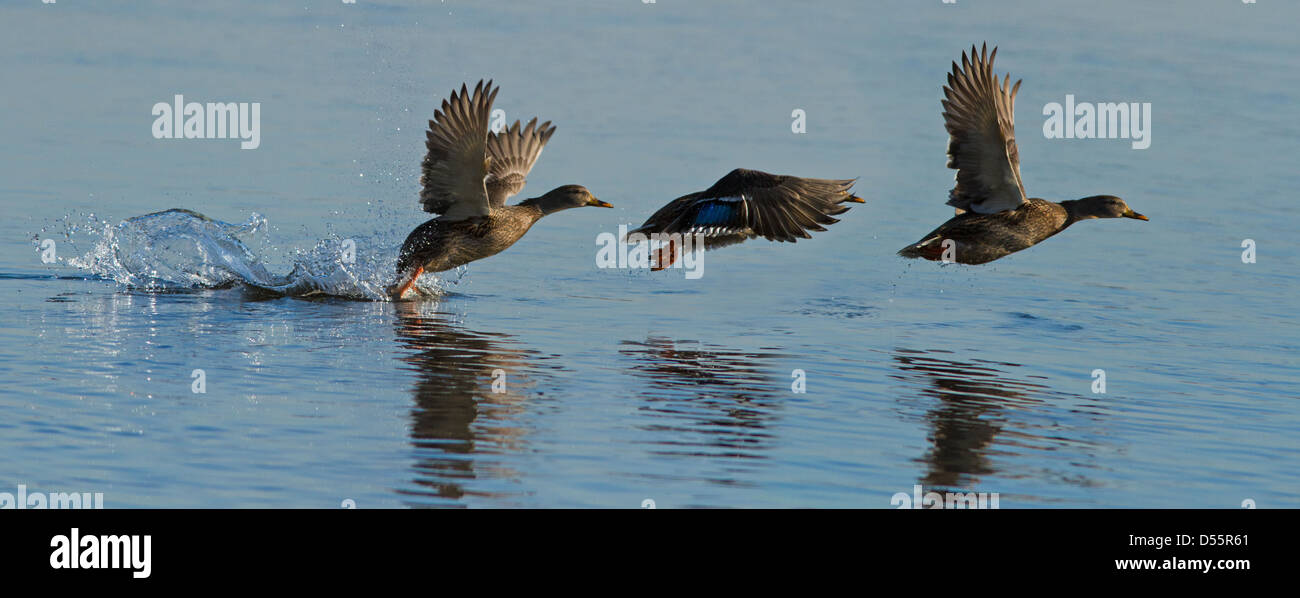 Deux canards en vol Banque de photographies et d’images à haute ...