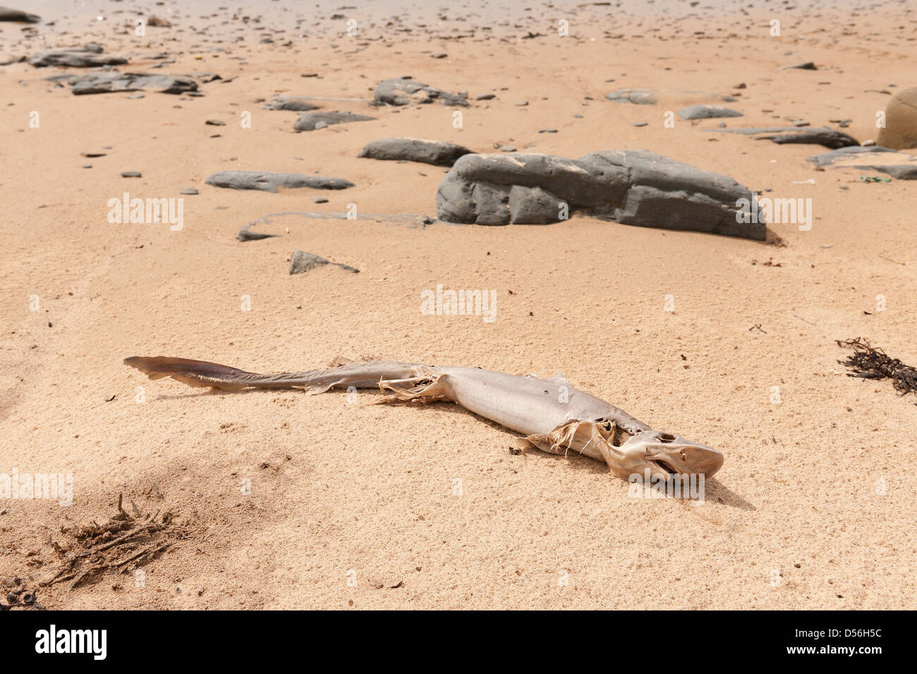 Carcuss de requins morts échoués sur une plage de sable à marée haute ...