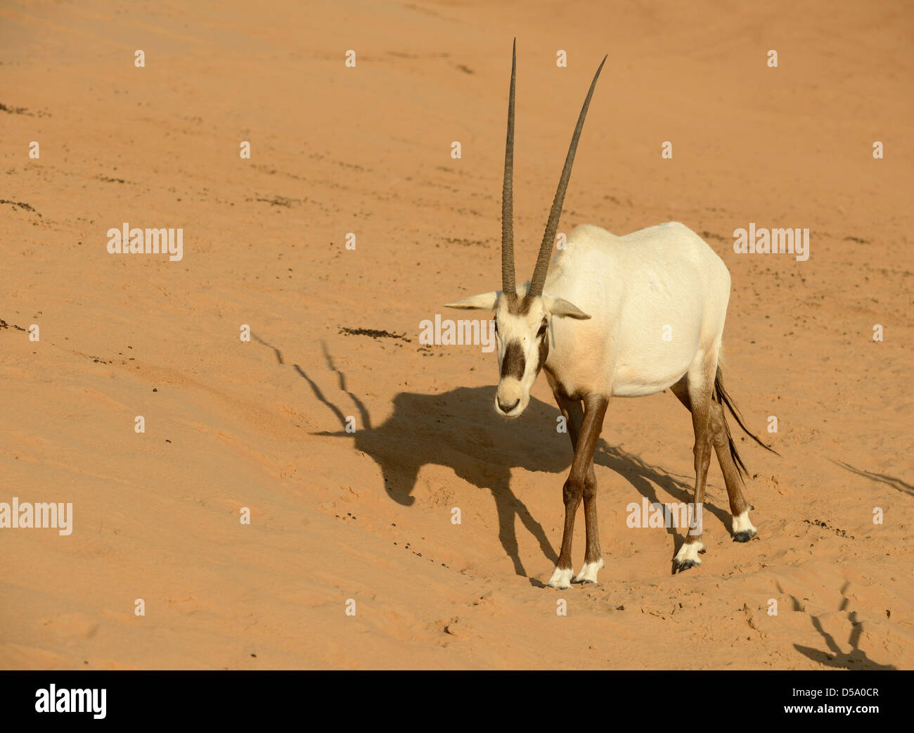 Animal oryx arabe Banque de photographies et d’images à haute ...