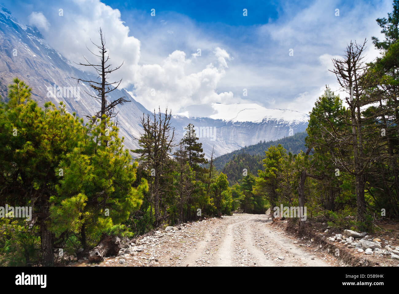 épicéa de l'himalaya Banque de photographies et d’images à haute ...