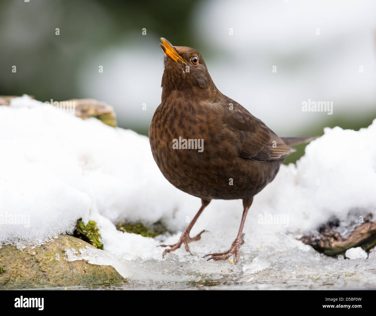 Chant oiseau merle femelle Banque de photographies et d’images à haute ...