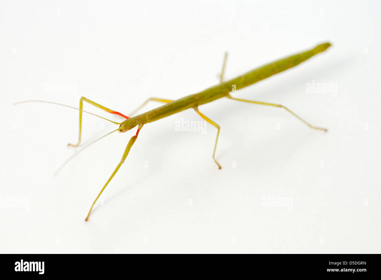 Oeuf phasme Banque de photographies et d’images à haute résolution - Alamy