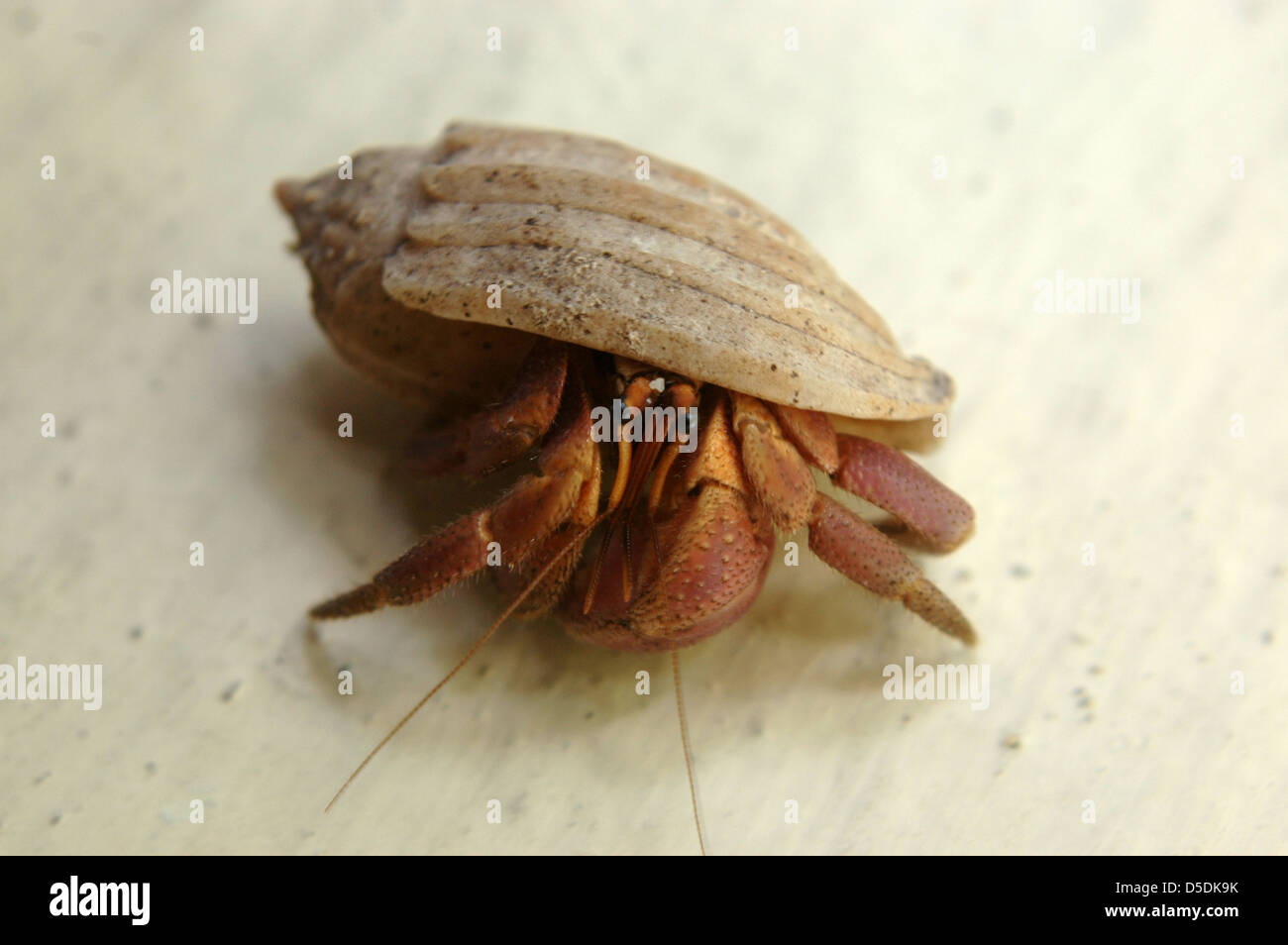 La terre de crabe ermite Banque de photographies et d’images à haute ...