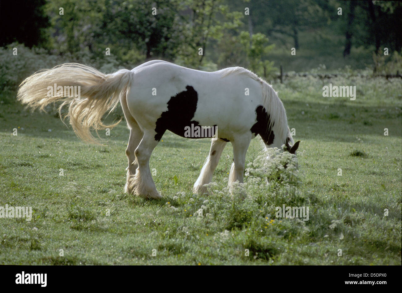 Irish cob horse Banque de photographies et d’images à haute résolution ...