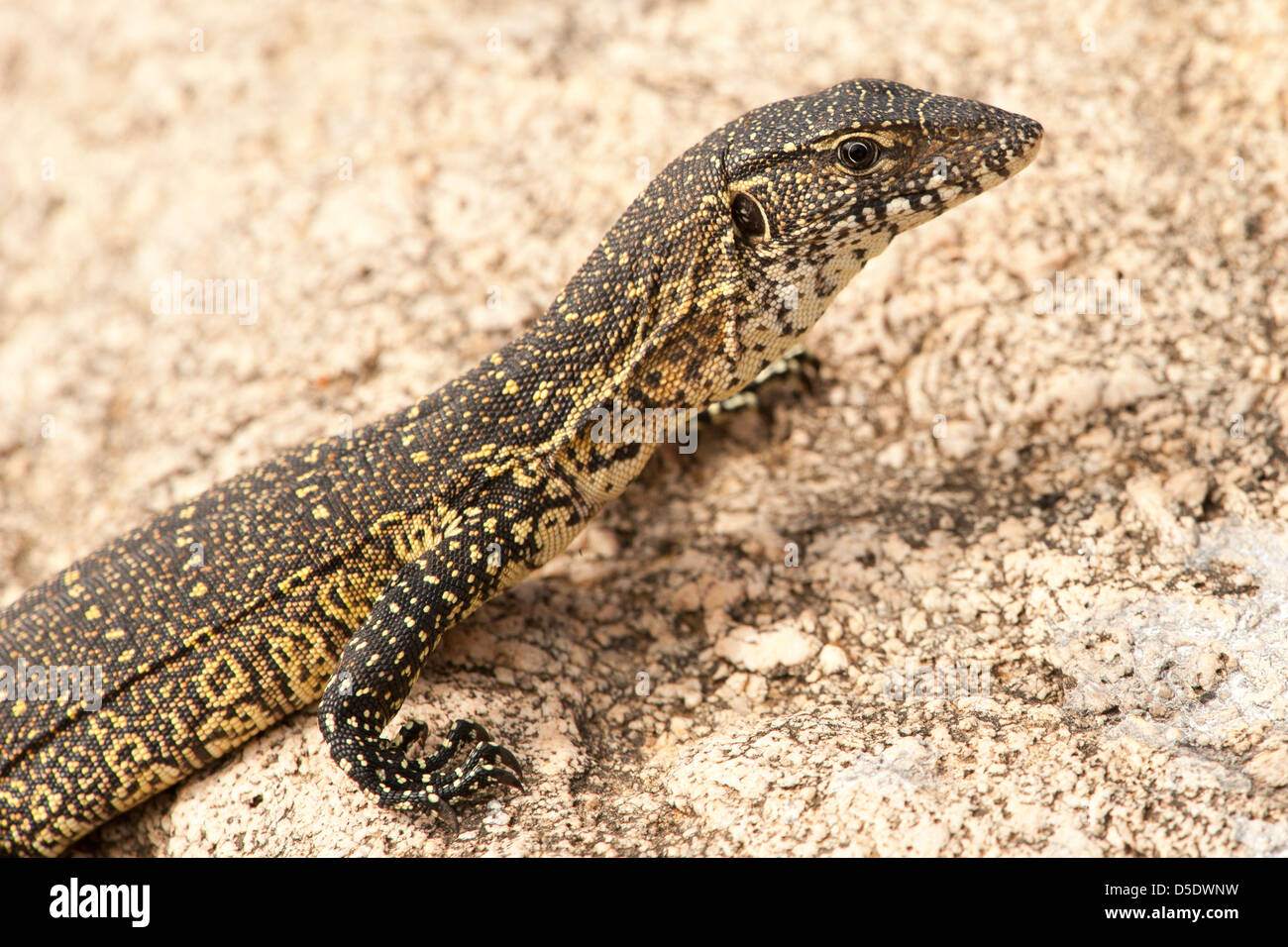 Reptile africain Banque de photographies et d’images à haute résolution ...