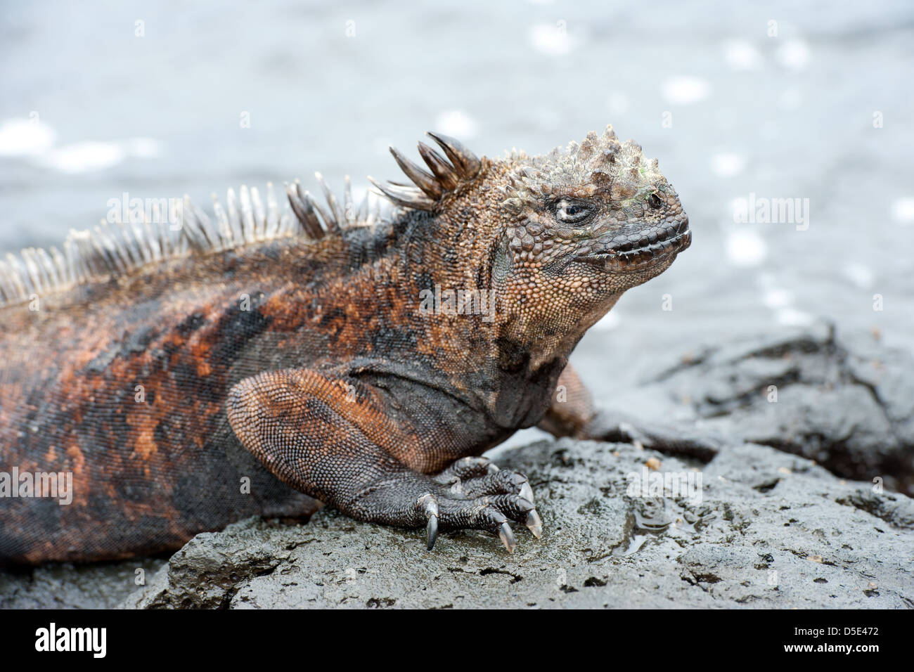 Iguanes marins amblyrhynchus cristatus sur des rochers Banque de ...