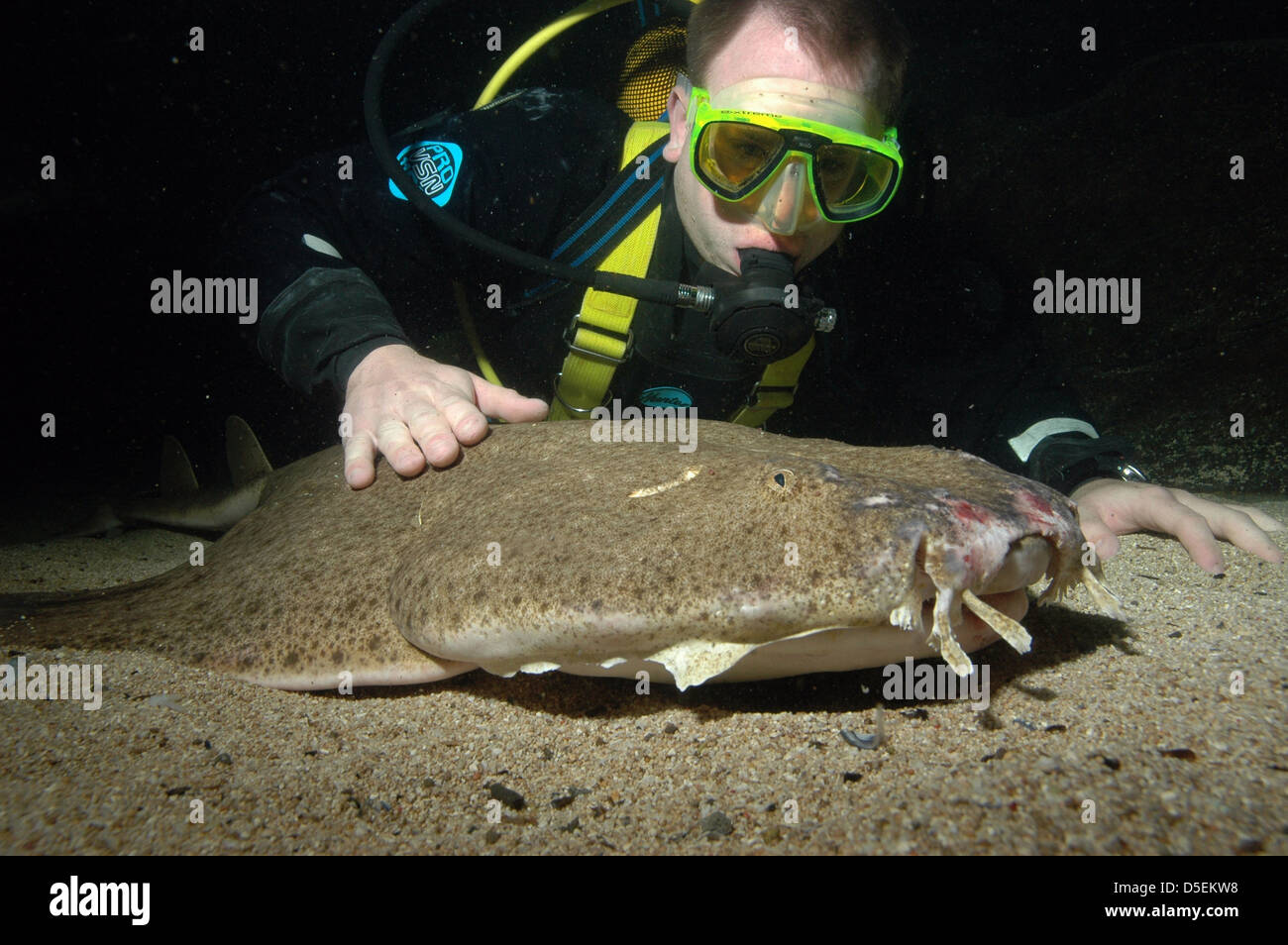 Requin ange squatina squatina Banque de photographies et d’images à ...