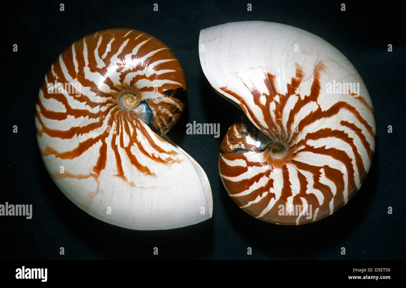 Nautiles nautilus nautilus pompilius Banque de photographies et d ...