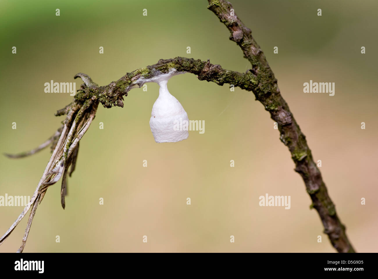 With coccon Banque de photographies et d’images à haute résolution - Alamy