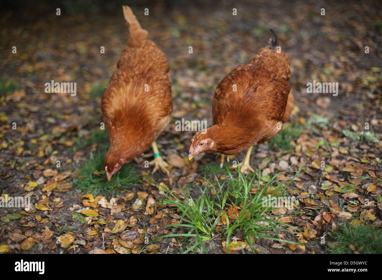 Deux poules rousses Banque de photographies et d’images à haute ...