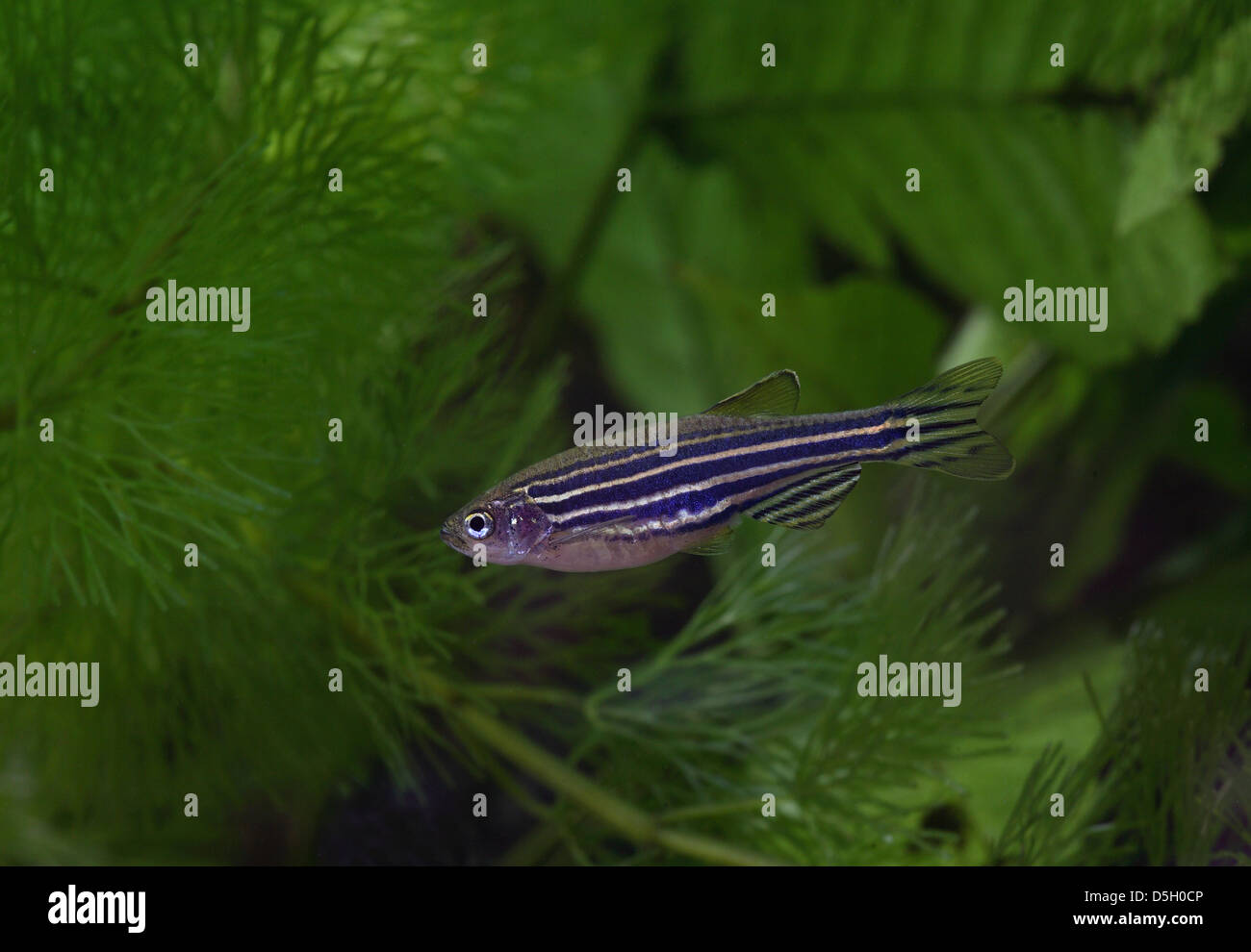 Zebra fish brachydanio rerio Banque de photographies et d’images à ...