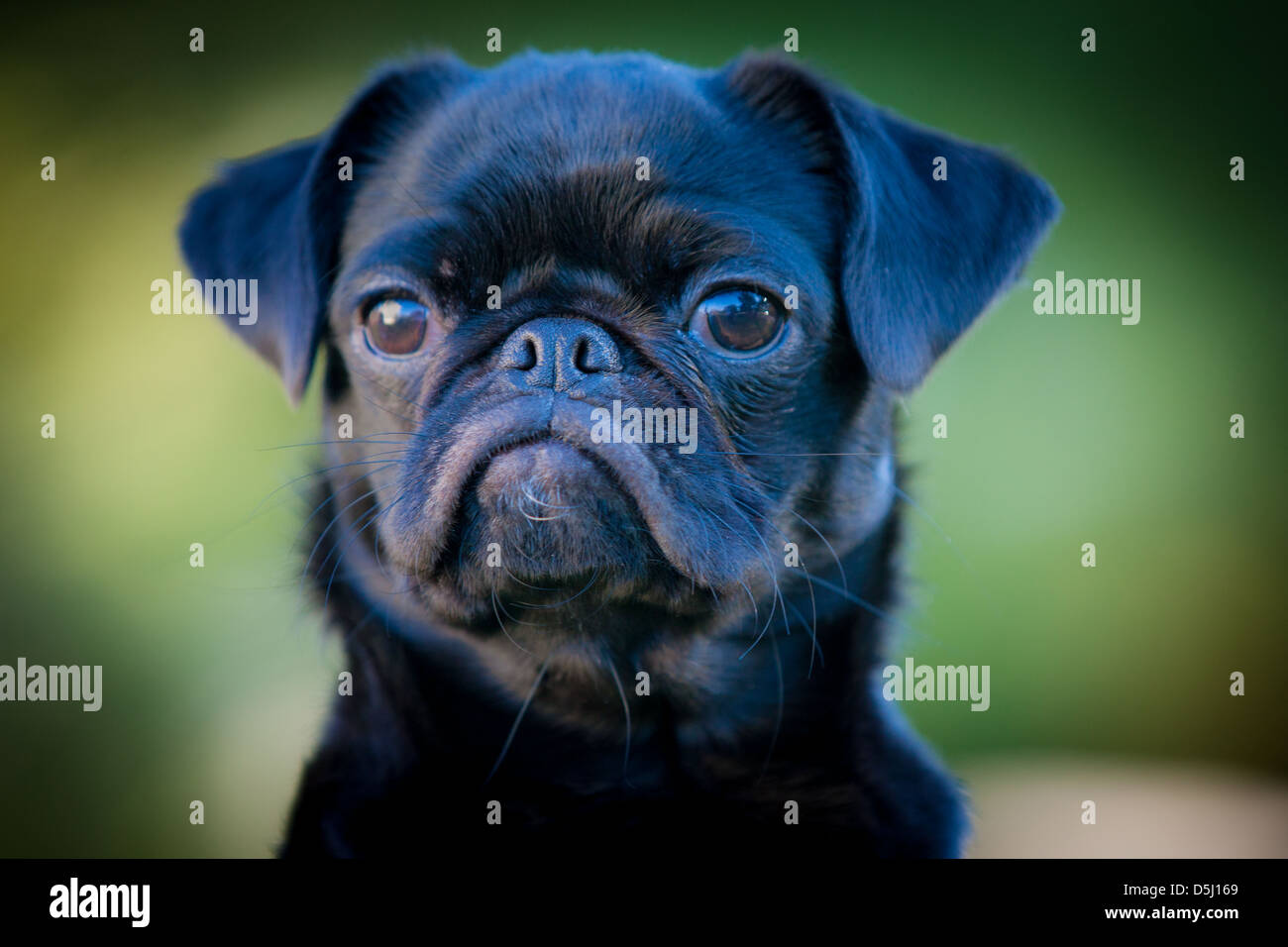 Pug puppy Banque de photographies et d’images à haute résolution - Alamy