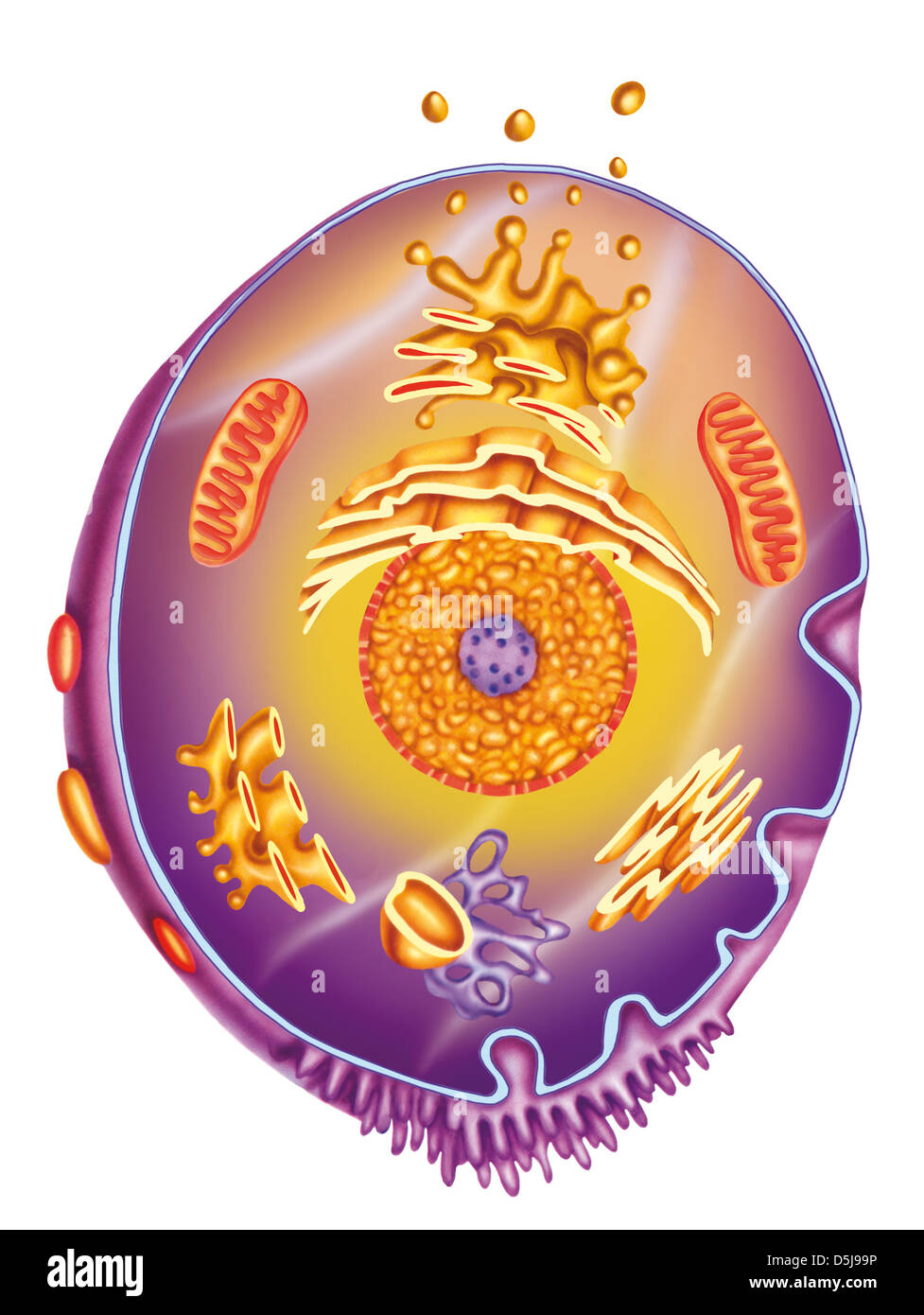 Anatomie Schéma de la cellule humaine Photo Stock - Alamy