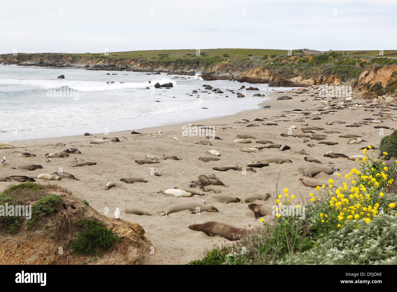 Lions de mer californie Banque de photographies et d’images à haute ...