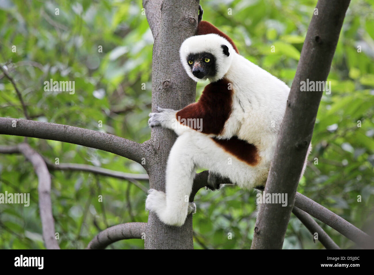 Le Propithèque de disparition Coquerel (Propithecus coquereli) repose ...