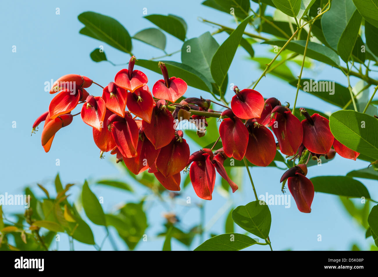 Erythrina crista-galli, Coxcomb Coral Tree Photo Stock - Alamy