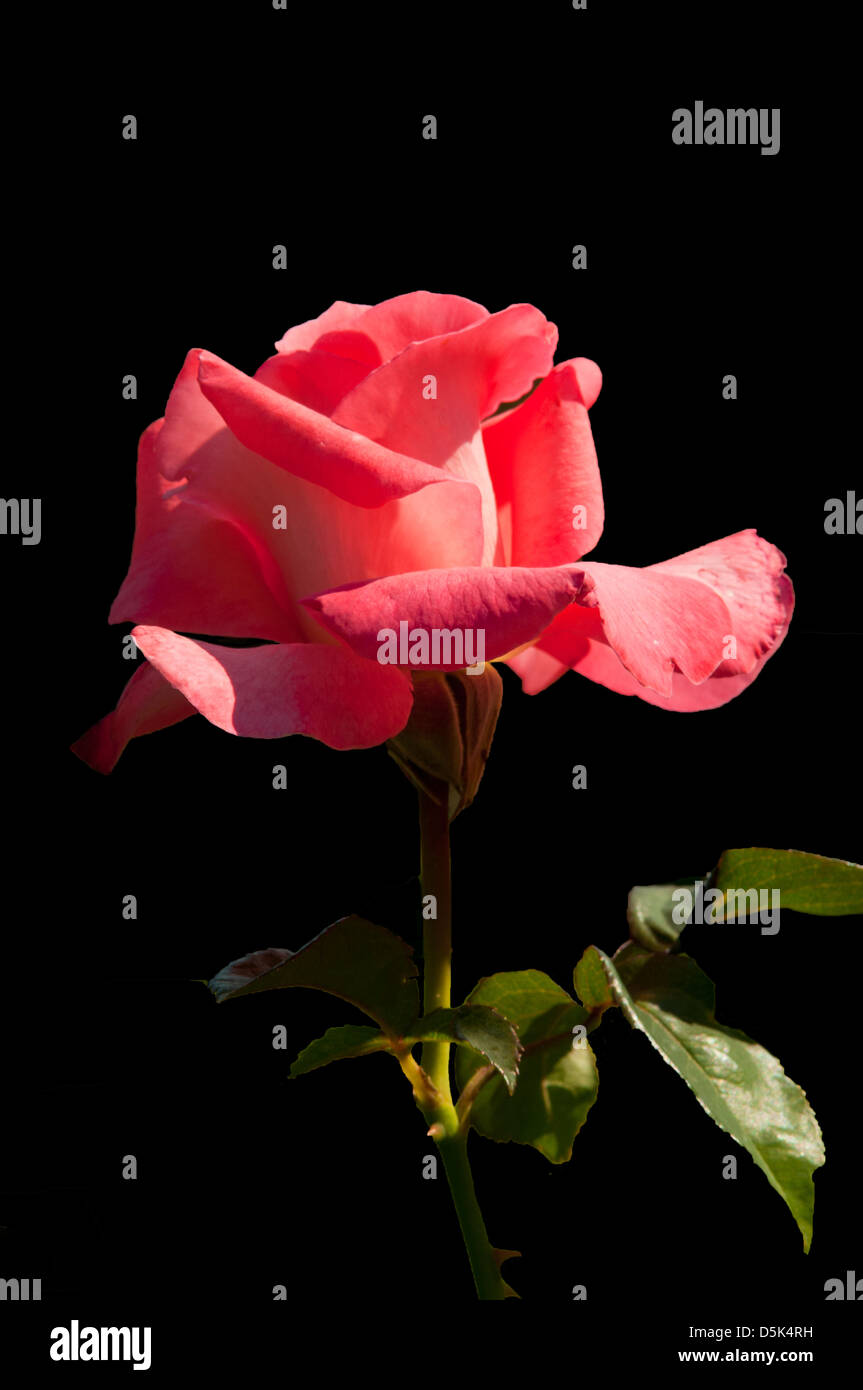 Class hybrid tea rose Banque de photographies et d’images à haute ...