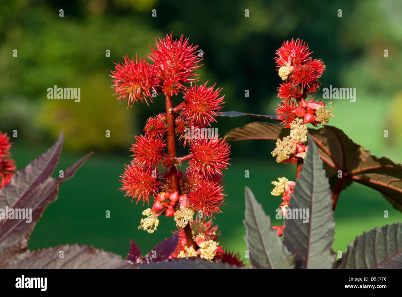 Ricinus communis Banque de photographies et d’images à haute résolution ...