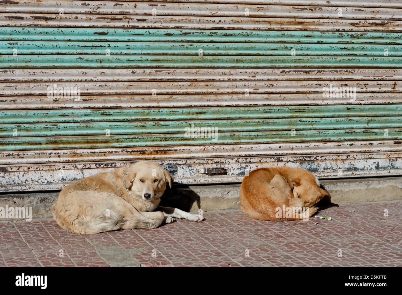 Chiens errants vivant dans la rue Banque de photographies et d’images à ...